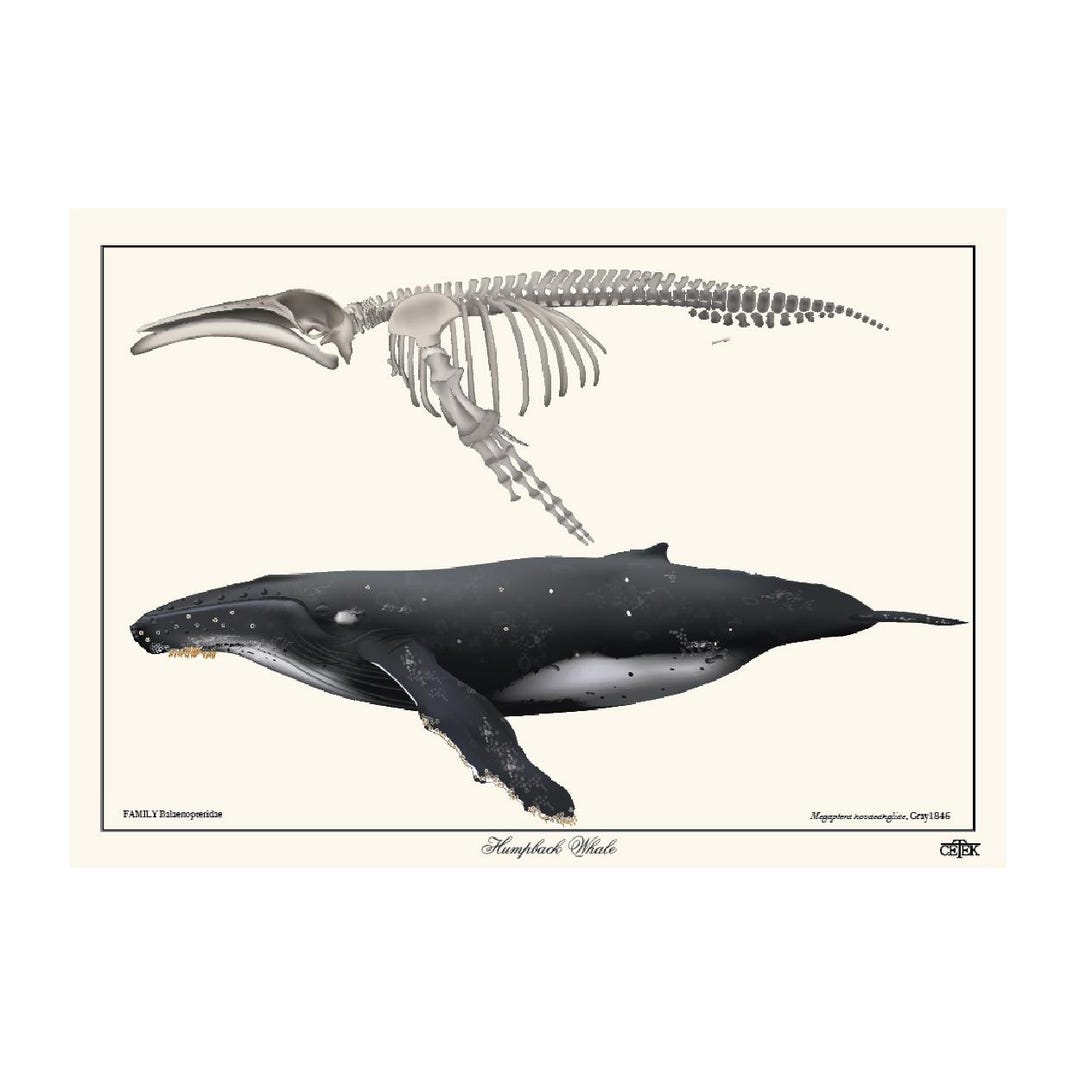 Humpback Whale Skeleton and Adult Art Print - Etsy