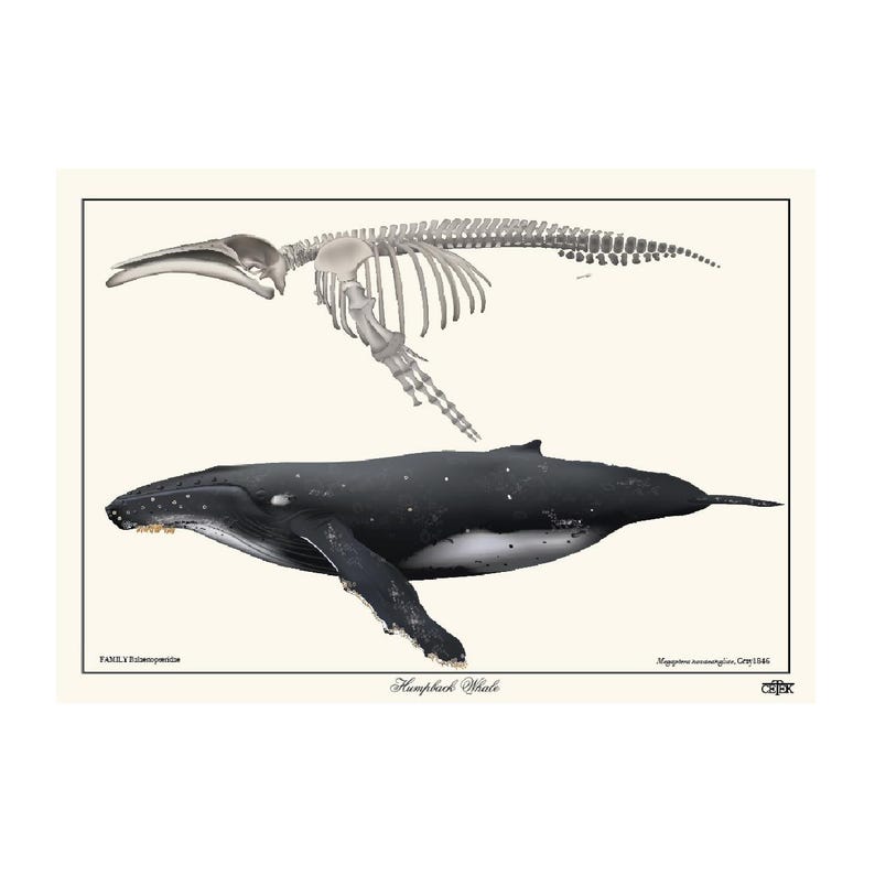 Humpback Whale Skeleton and Adult Art Print - Etsy