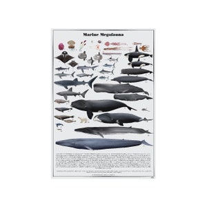 Marine Megafauna (ocean Giants) Art Print Poster - Etsy
