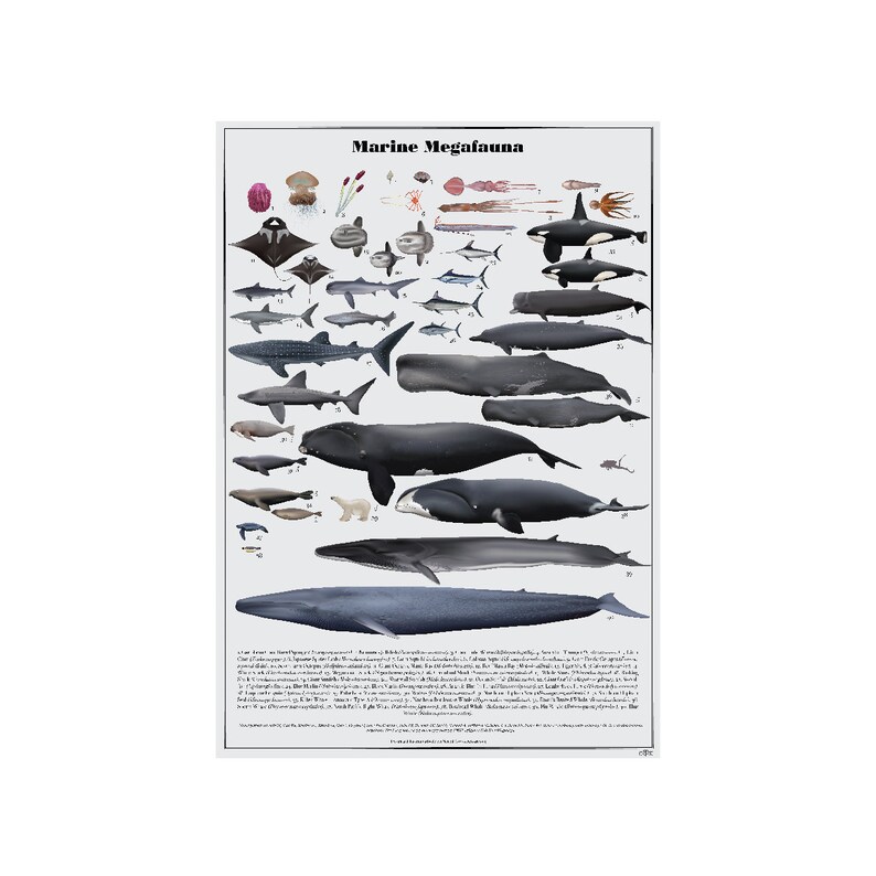 Marine Megafauna (ocean Giants) Art Print Poster - Etsy