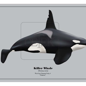 Chainsaw Bigg's transient Orca Art Print - Etsy