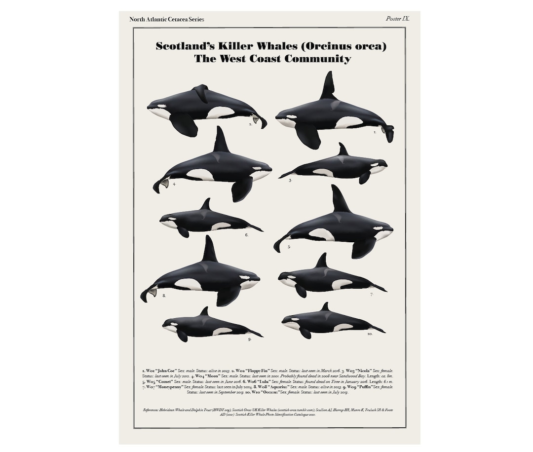 Scotland's Killer Whales: the West Coast Community - Etsy