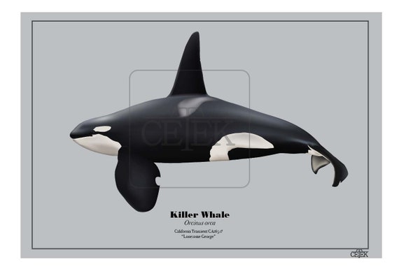 Killer Whale Side View