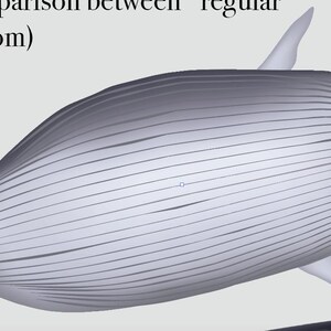 Baleen Whales of the World (expanded) Poster - Etsy