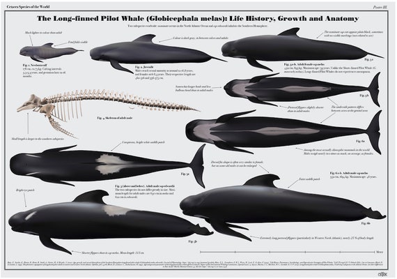 Pilot Whale Drawing