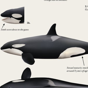 The Killer Whale (orcinus Orca) in Norway: Life History, Anatomy and ...
