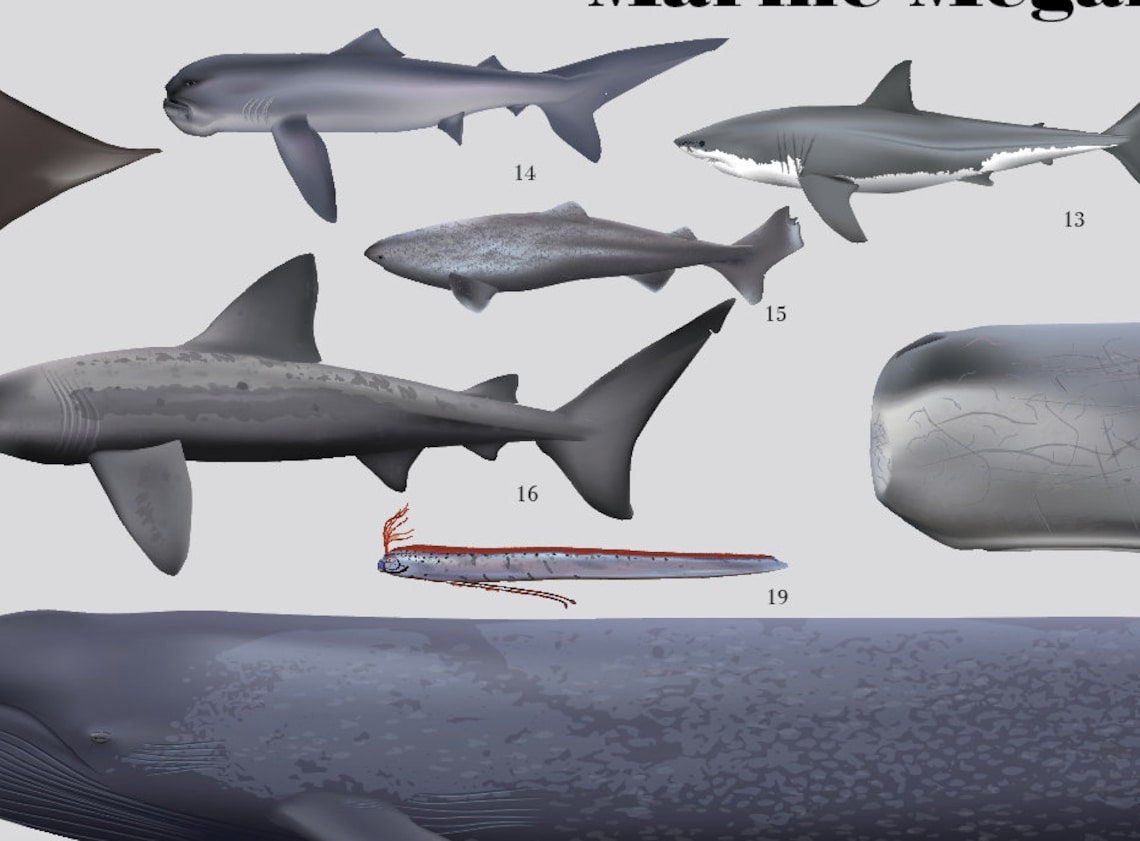 Marine Megafauna Digital Download Poster - Etsy