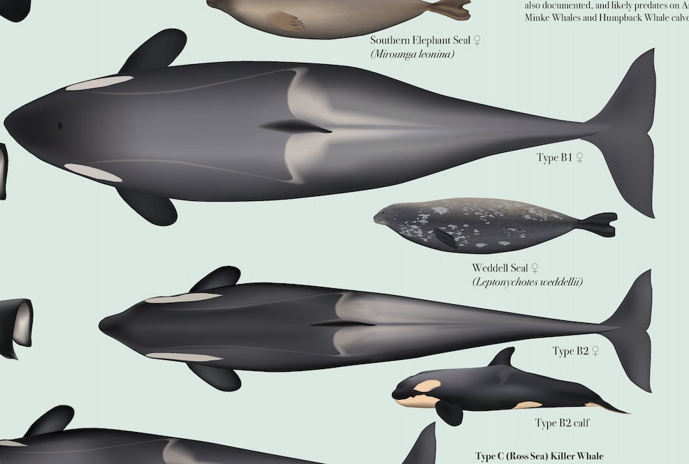 The Killer Whale (orcinus Orca) in Antarctic Waters Art Print Poster - Etsy