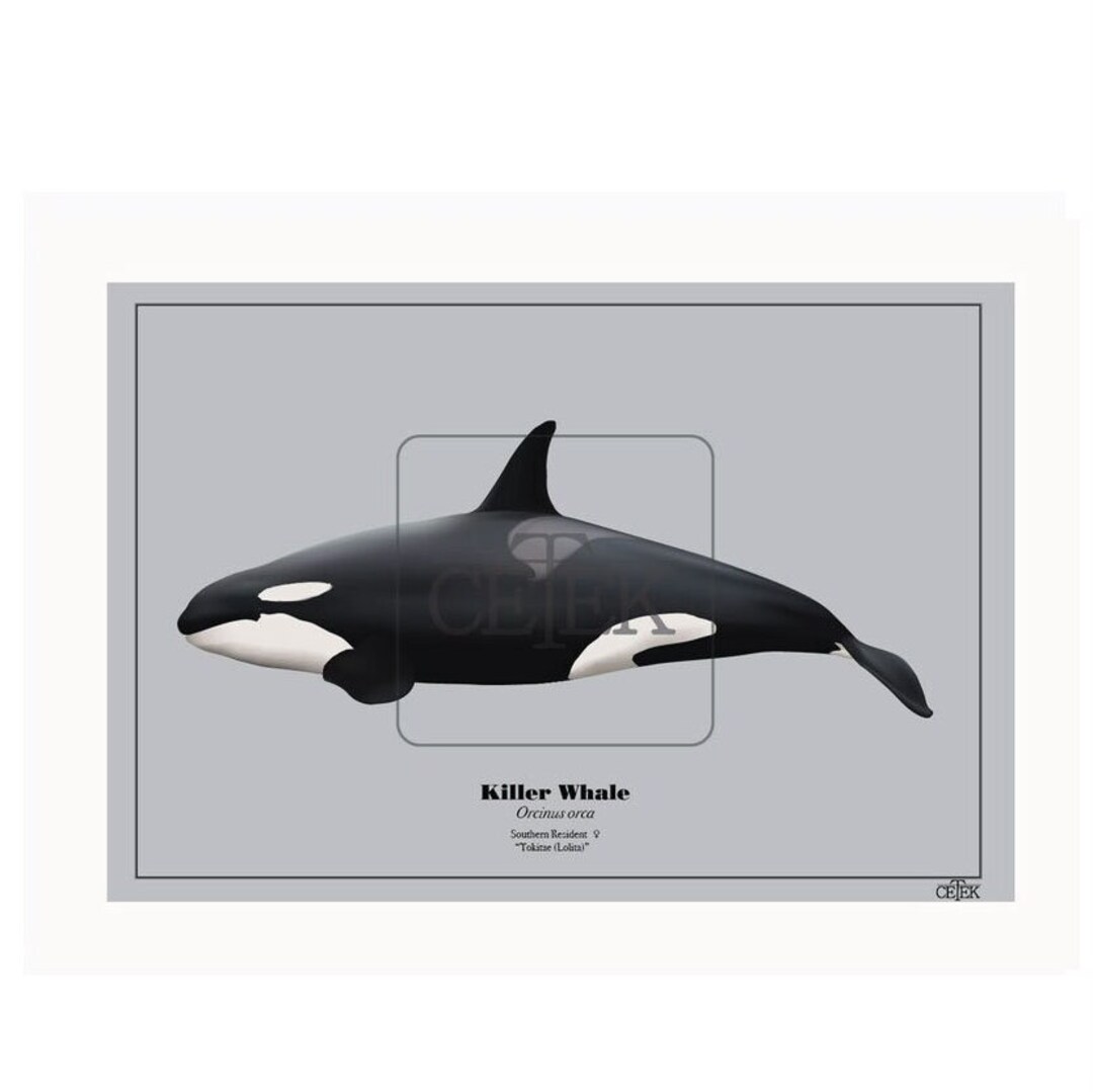Tokitae (lolita) Southern Resident Orca Art Print - Etsy