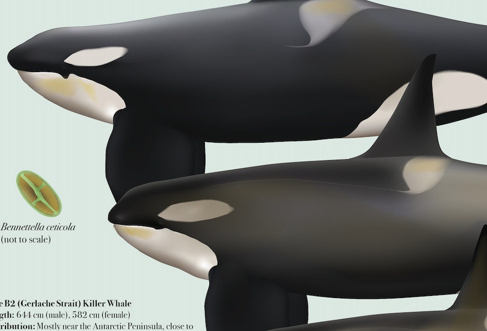 The Killer Whale (orcinus Orca) in Antarctic Waters Art Print Poster - Etsy