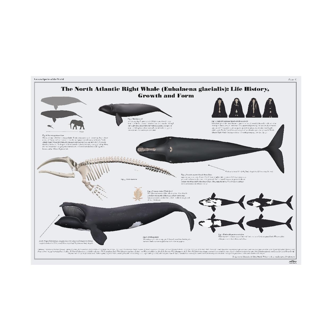 The North Atlantic Right Whale (eubalaena Glacialis): Life History ...