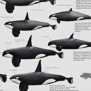 The Killer Whale Art Print Poster - Etsy
