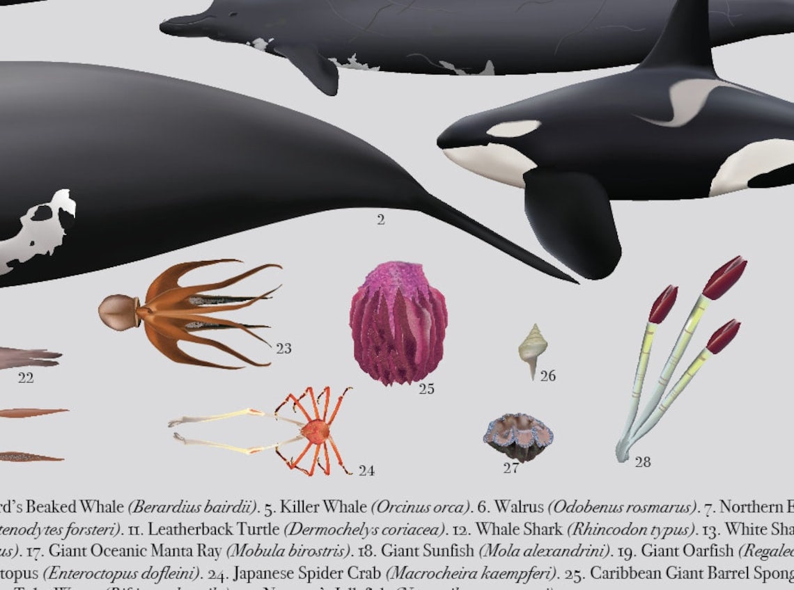 Marine Megafauna Digital Download Poster - Etsy