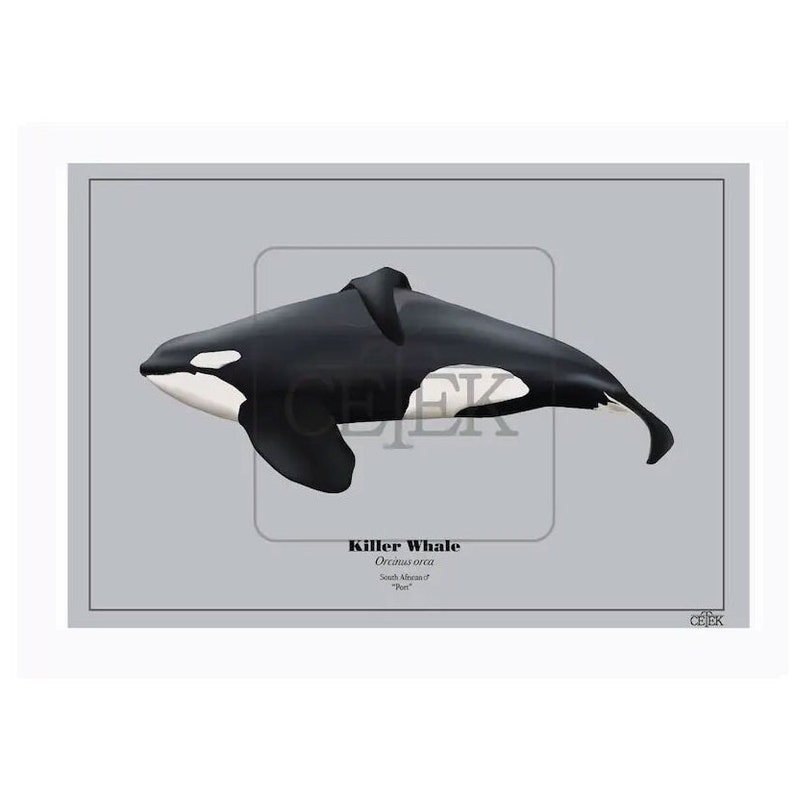 Port South African Killer Whale Poster - Etsy