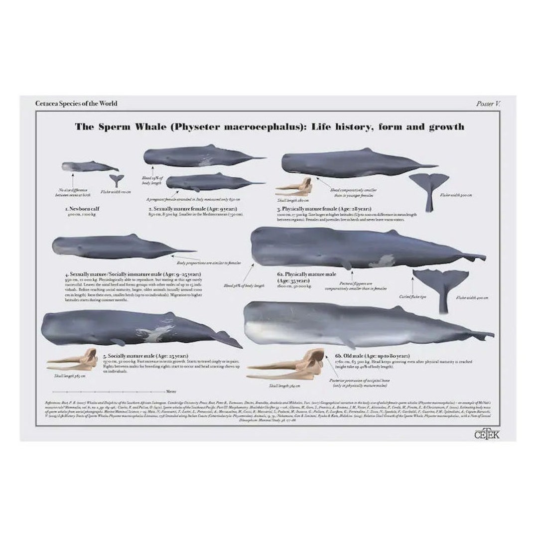 The Sperm Whale physeter Macrocephalus: Life History Form - Etsy