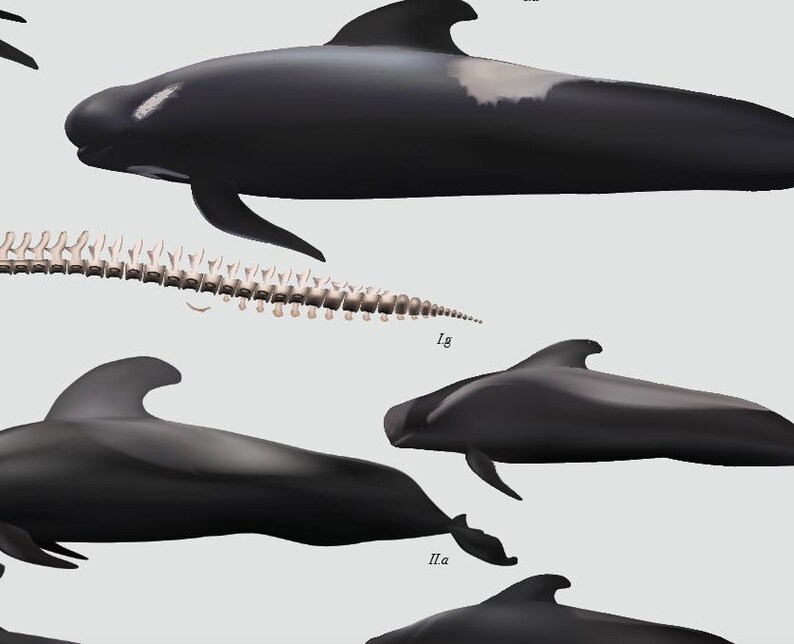Pilot Whales (globicephala Sp.) Art Print Poster - Etsy