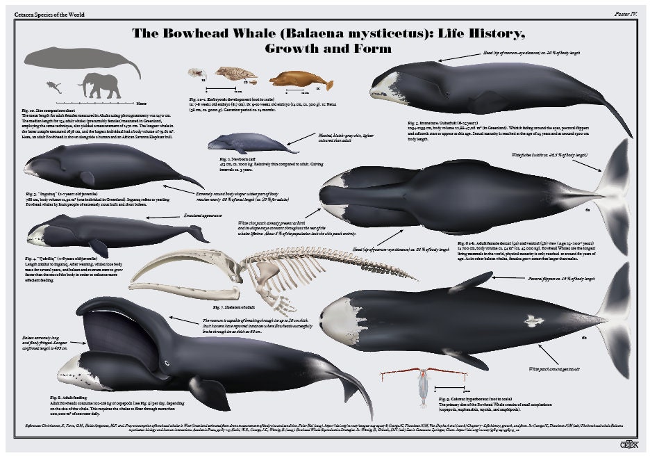 The Bowhead Whale (balaena Mysticetus) Art Print Poster - Etsy