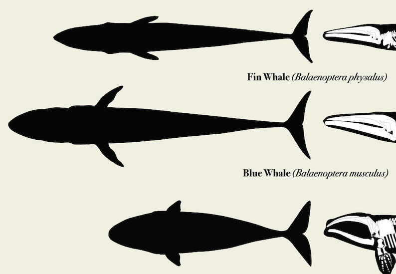 Size Comparison of Large Whales Digital Download Poster - Etsy
