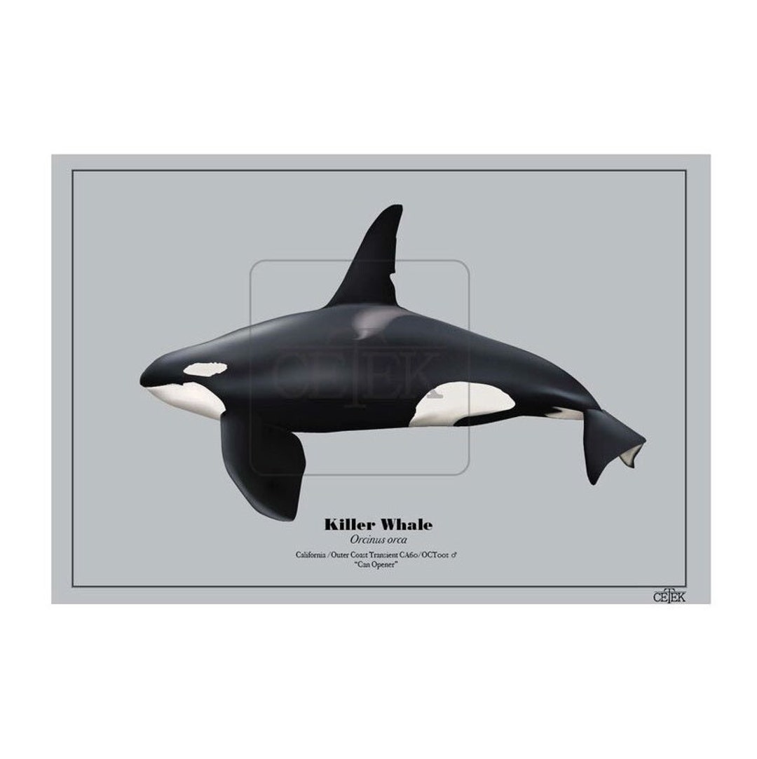 Can Opener Killer Whale Poster - Etsy