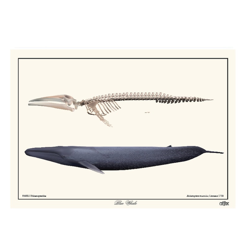 Blue Whale Skeleton and Adult Art Print - Etsy