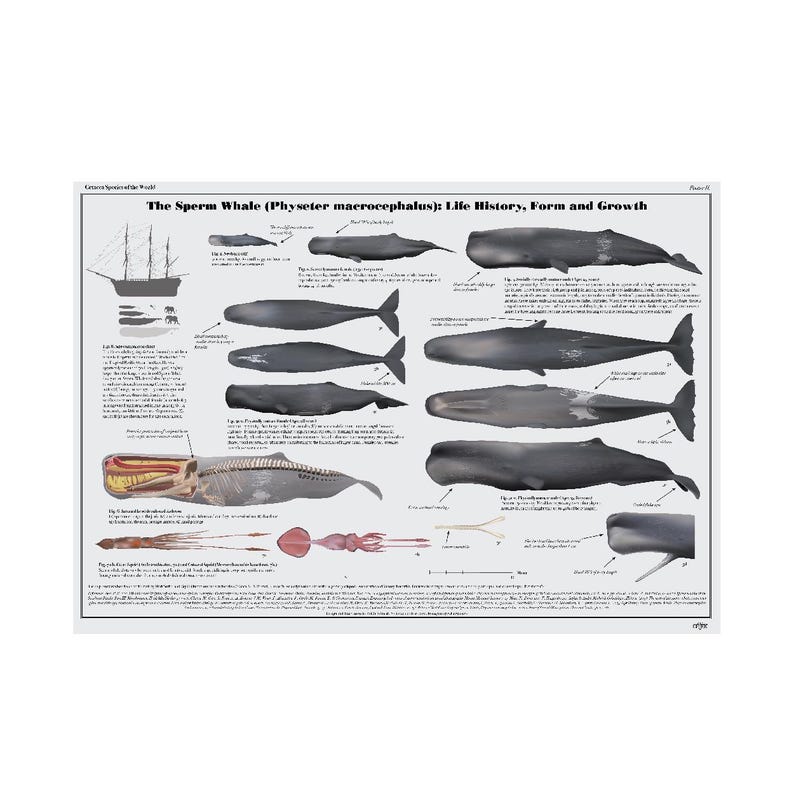 The Sperm Whale (physeter Macrocephalus): Life History, Form and Growth ...