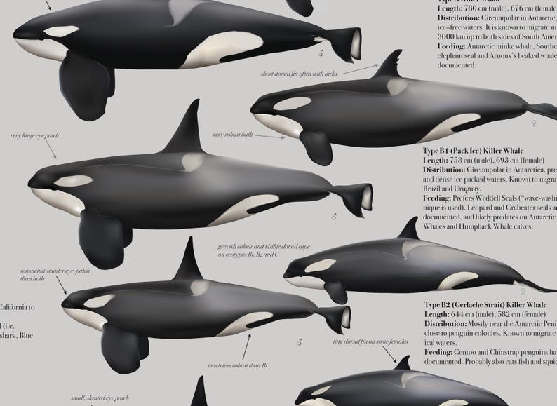 Killer Whale (orcinus Orca) Ecotypes of the World Digital Download File ...
