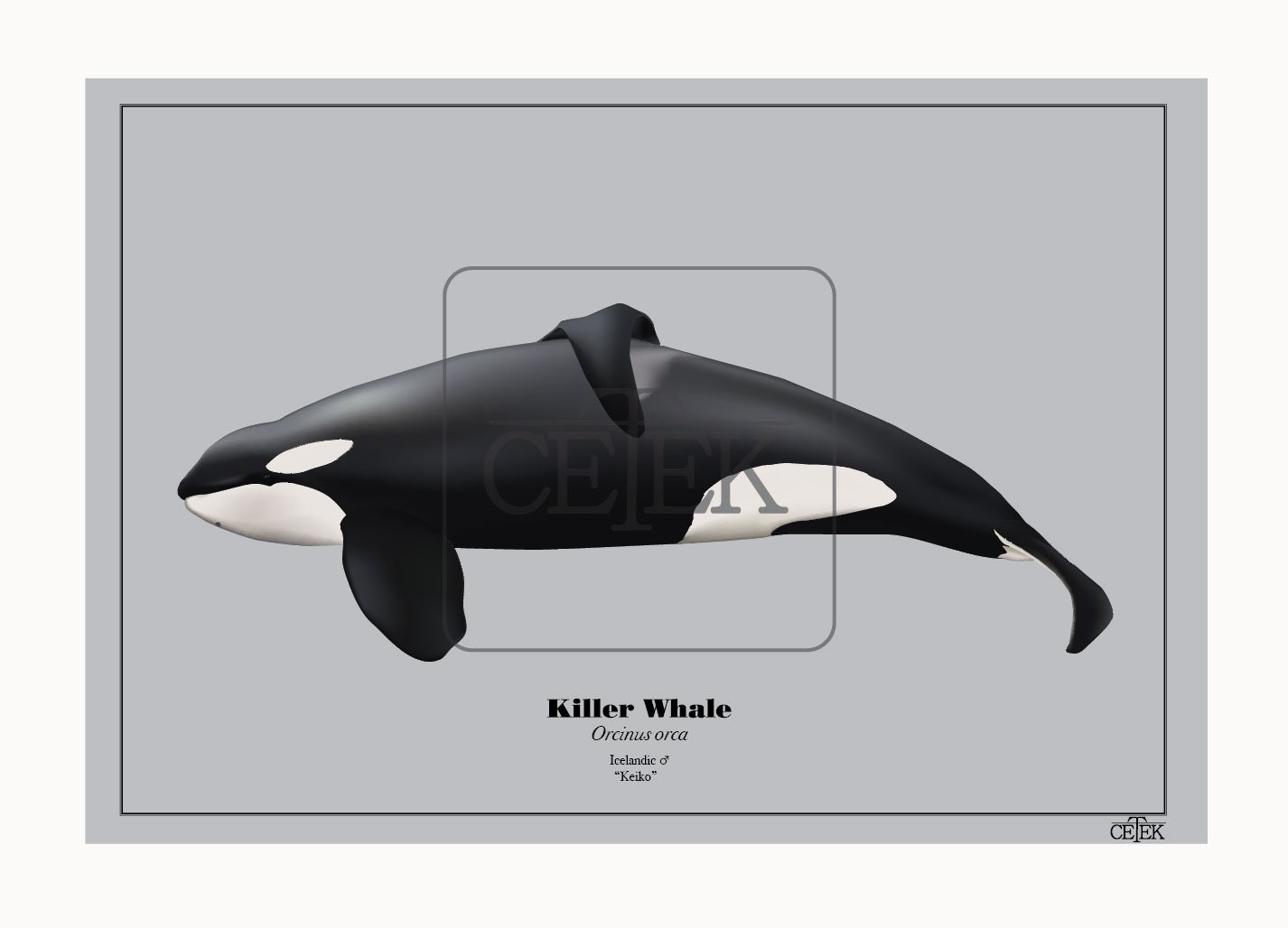 Keiko Icelandic Orca Art Print - Etsy