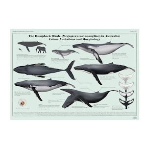 The Humpback Whale in Australia: Colour Variations and Morphology - Etsy