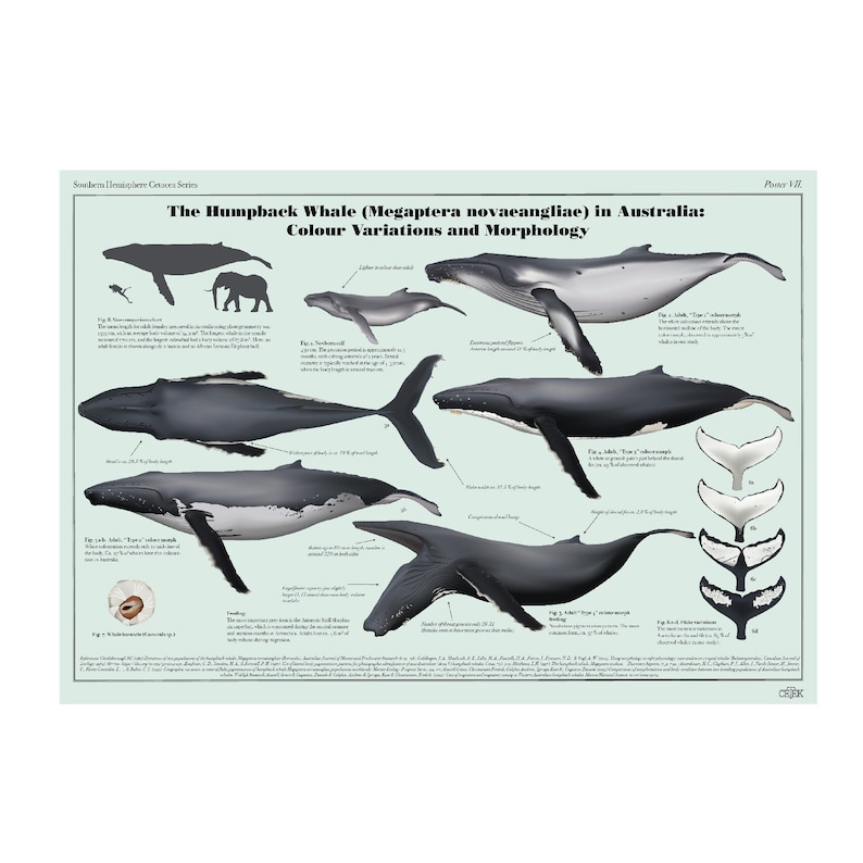 The Humpback Whale in Australia: Colour Variations and Morphology - Etsy