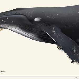 Humpback Whale Skeleton and Adult Art Print - Etsy