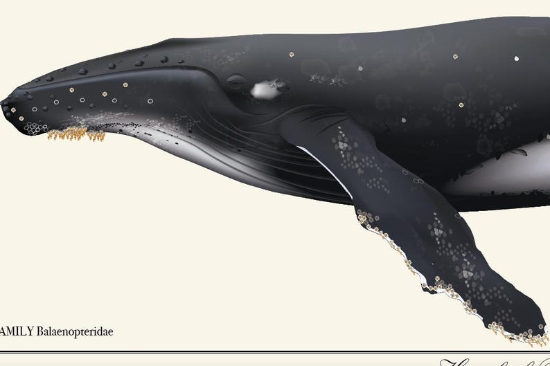 Humpback Whale Skeleton and Adult Art Print - Etsy
