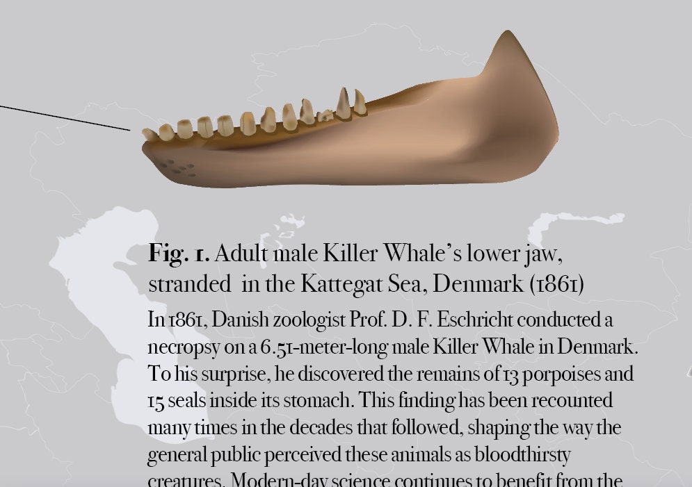 Mammalhunting Killer Whales orcinus Orca Art Print Poster - Etsy