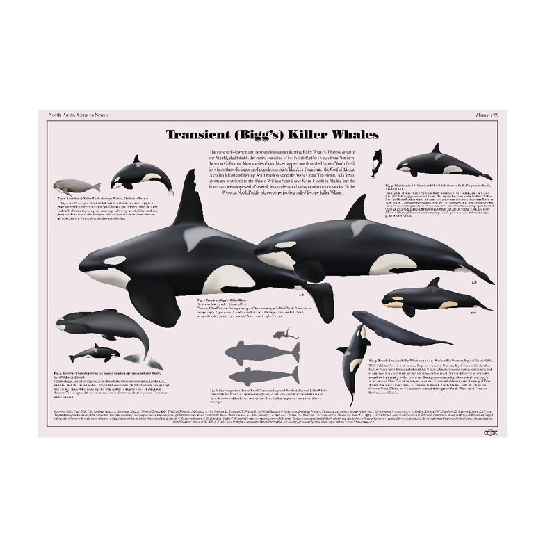Transient (bigg's) Killer Whales Art Print Poster - Etsy
