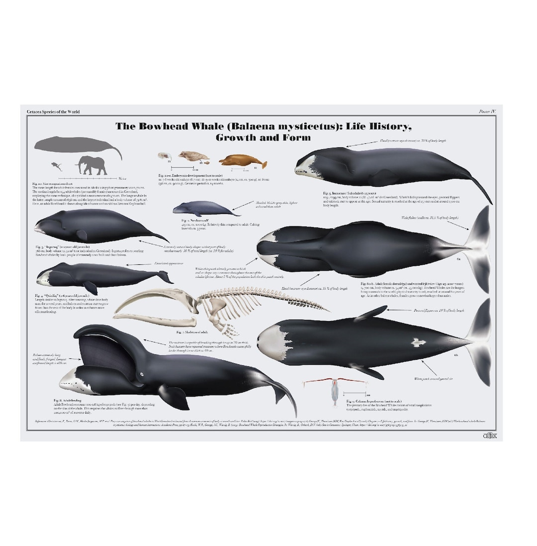 The Bowhead Whale (balaena Mysticetus) Art Print Poster - Etsy