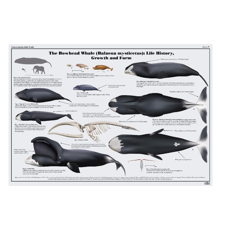 The Bowhead Whale (balaena Mysticetus) Art Print Poster - Etsy