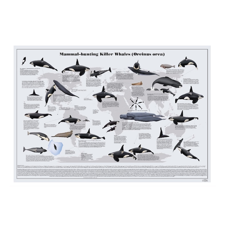 Mammalhunting Killer Whales orcinus Orca Art Print Poster - Etsy