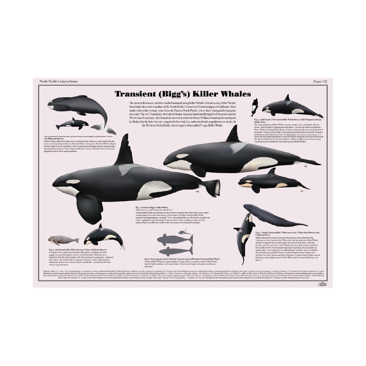 Transient (bigg's) Killer Whales Art Print Poster - Etsy