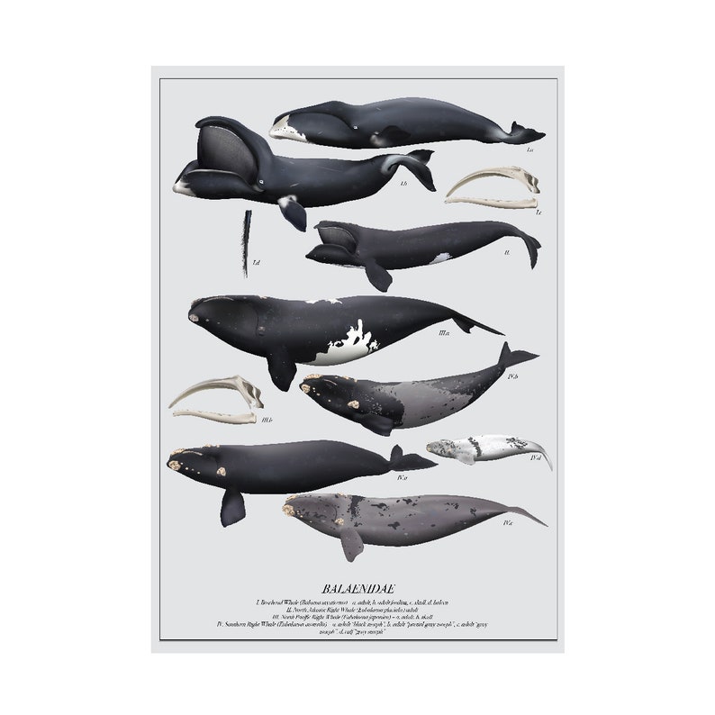 Balaenidae Art Print Poster - Etsy