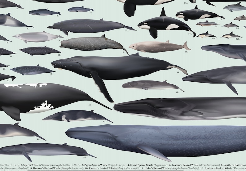 Whales and Dolphins of the Southern African Subregion - Etsy