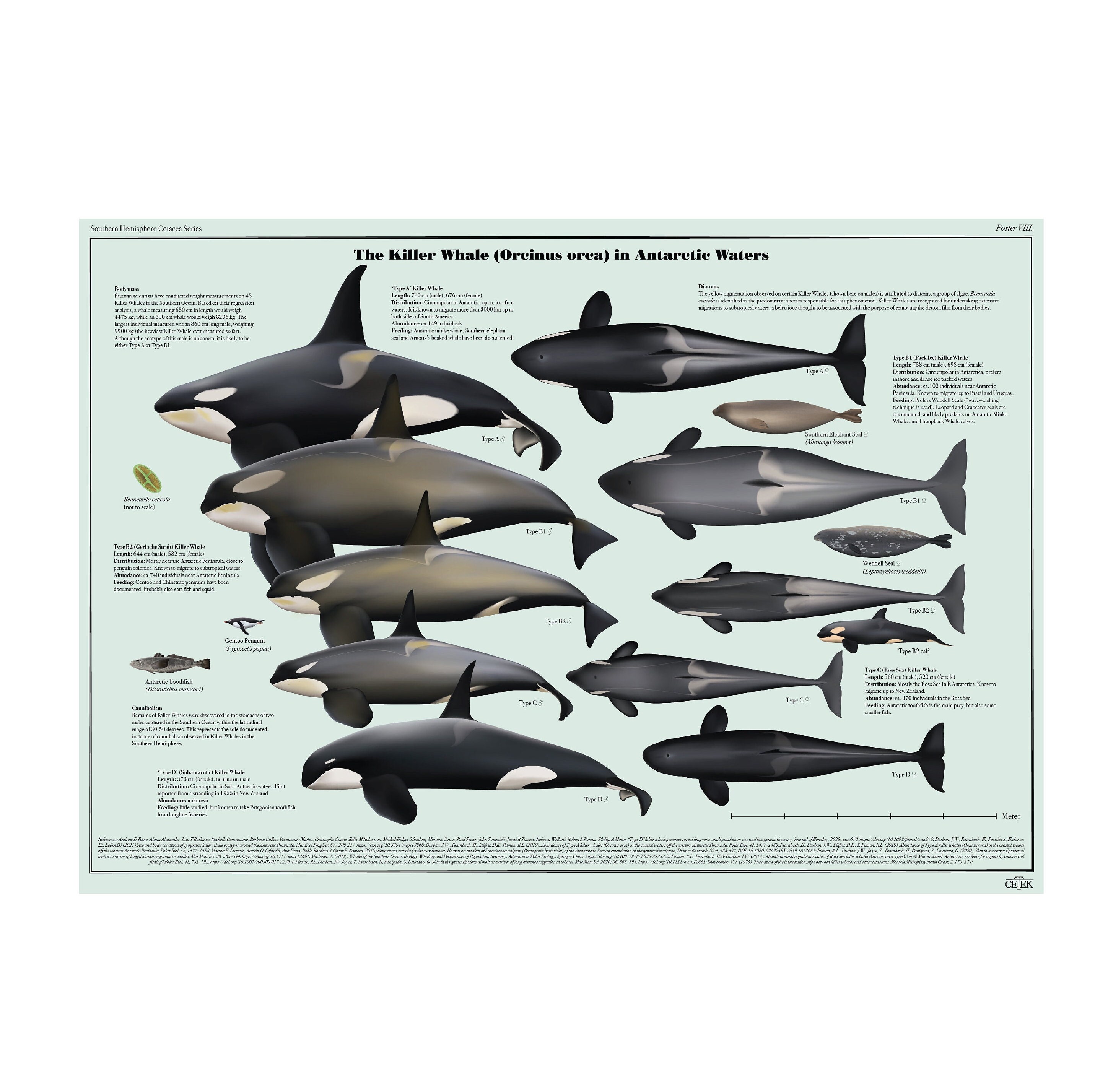 The Killer Whale orcinus Orca in Antarctic Waters Art Print Poster - Etsy