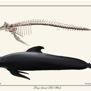 Long–finned Pilot Whale Skeleton and Adult Art Print - Etsy