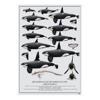 Papercraft Kit Orca Whale 3d Paper Model Crafting Kit PDF Plans to ...