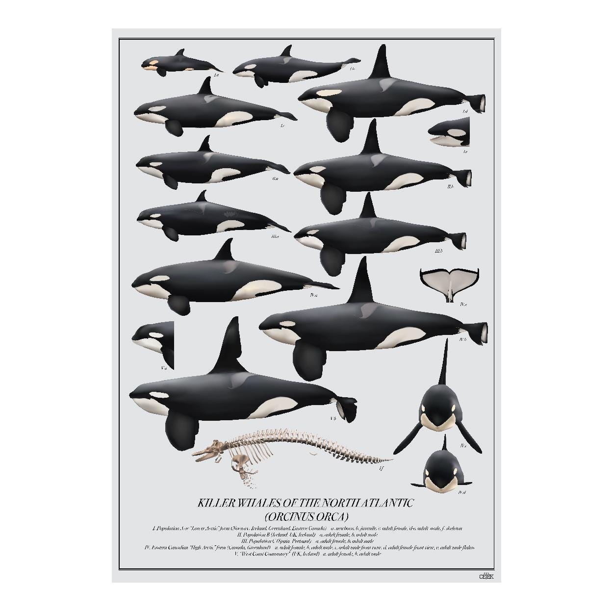 Killer Whales of the North Atlantic (orcinus Orca) Art Print Poster - Etsy