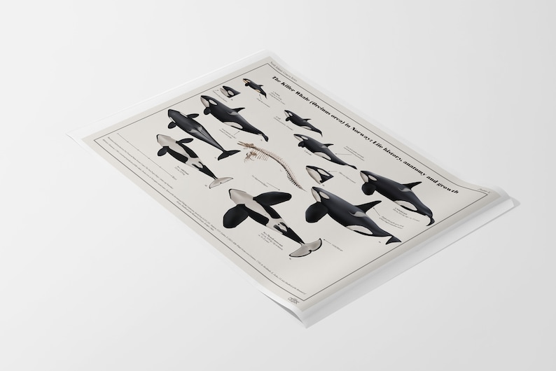 The Killer Whale Orcinus Orca In Norway Life History Anatomy And Growth Art Print Poster Etsy