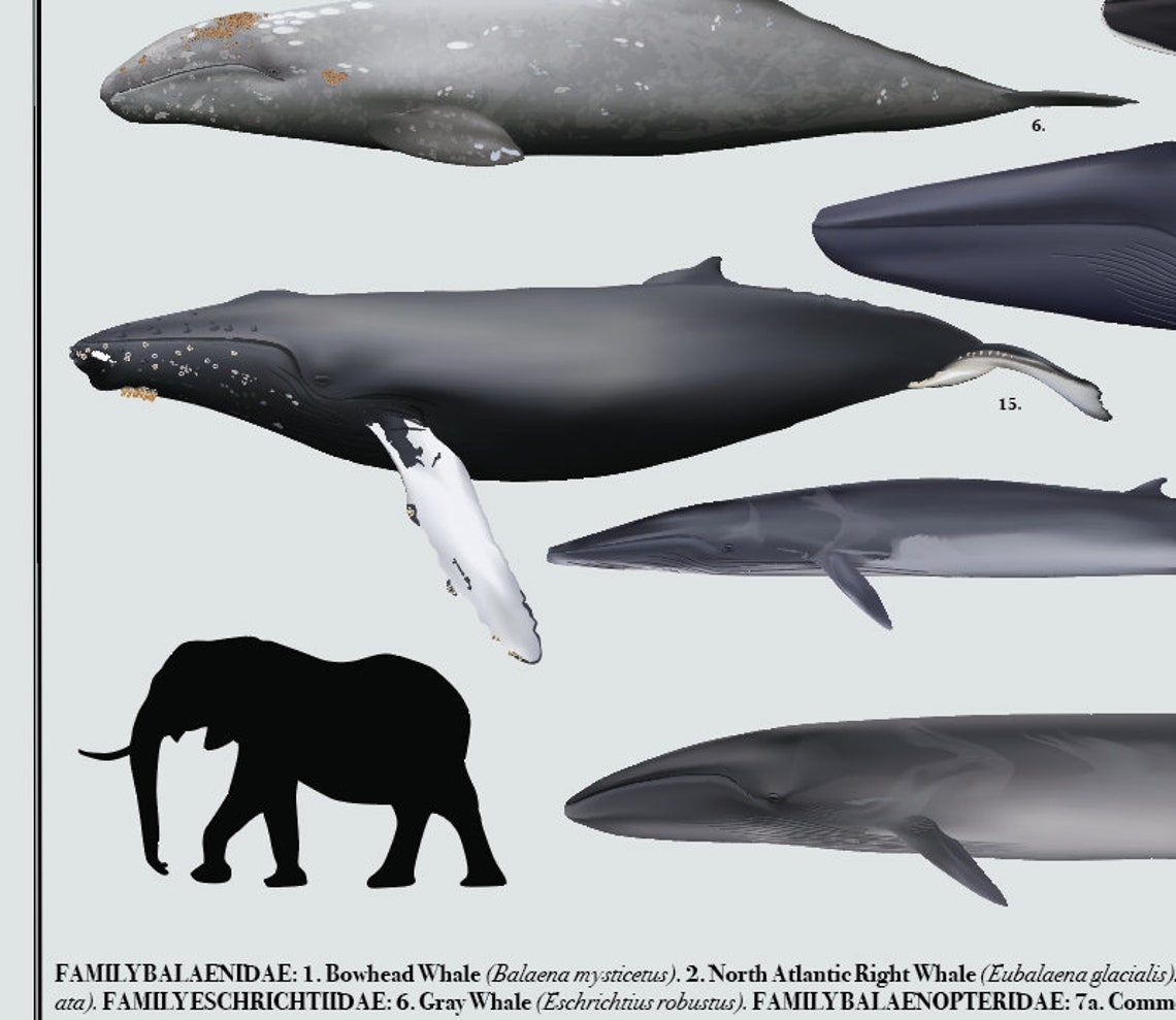 Baleen Whales of the World Poster - Etsy