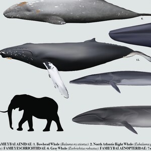 Baleen Whales of the World Poster - Etsy