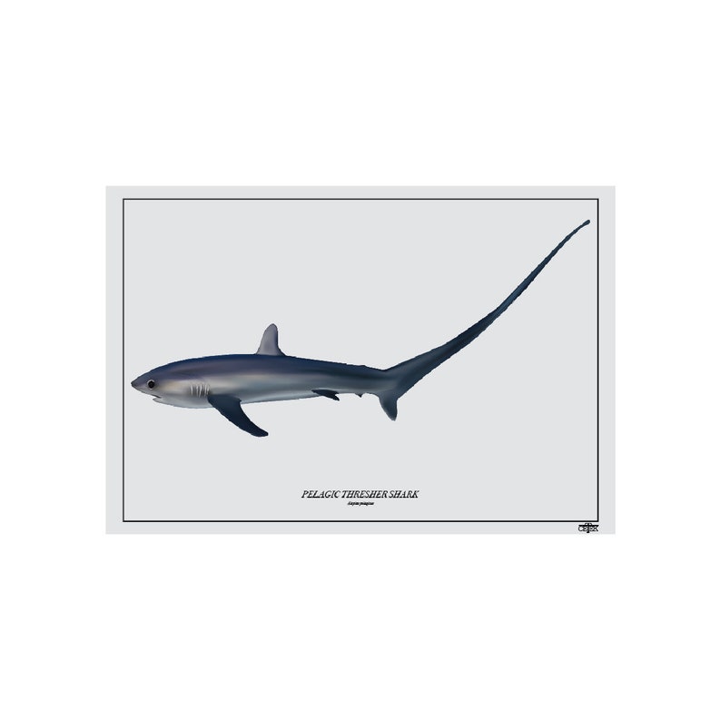 Pelagic Thresher Shark Art Print Poster - Etsy