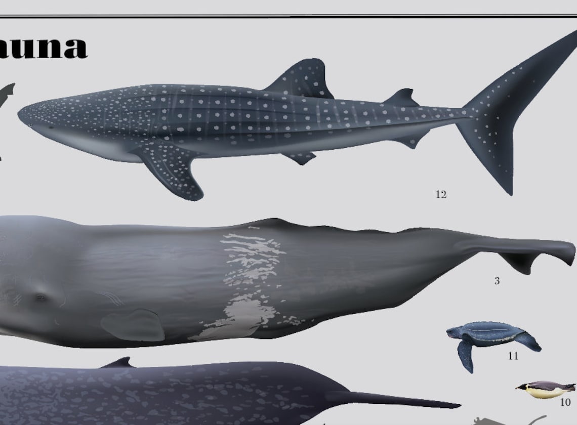 Marine Megafauna Digital Download Poster - Etsy