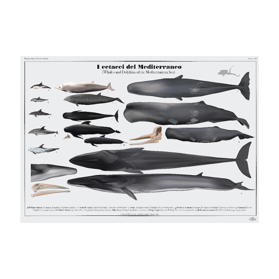 I Cetacei Del Mediterraneo (whales and Dolphins of the Mediterranean ...