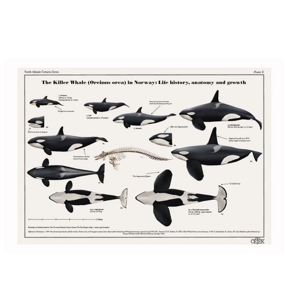 The Killer Whale orcinus Orca in Norway: Life History, Anatomy and ...